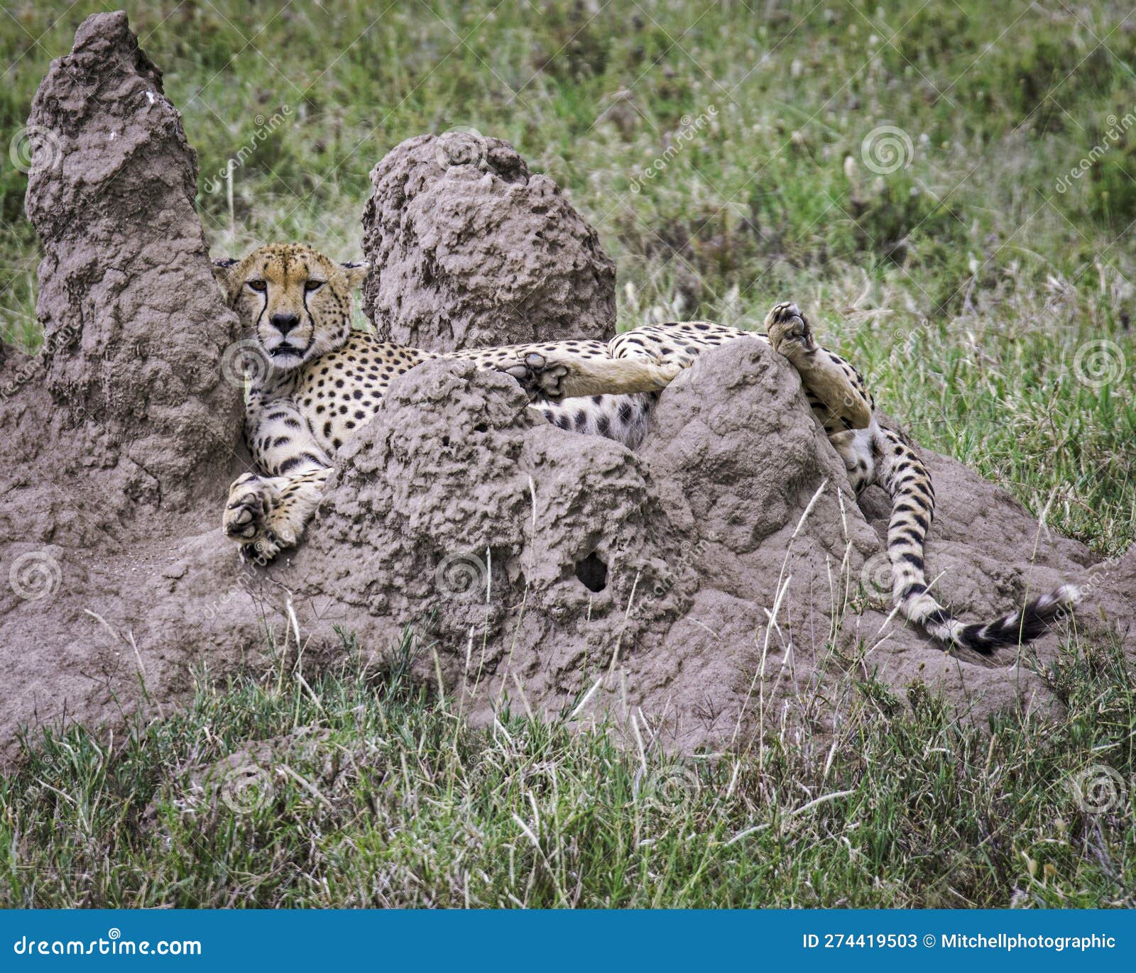 Cheetah Resting on Ant Hill Stock Image - Image of cheetah, mammal ...