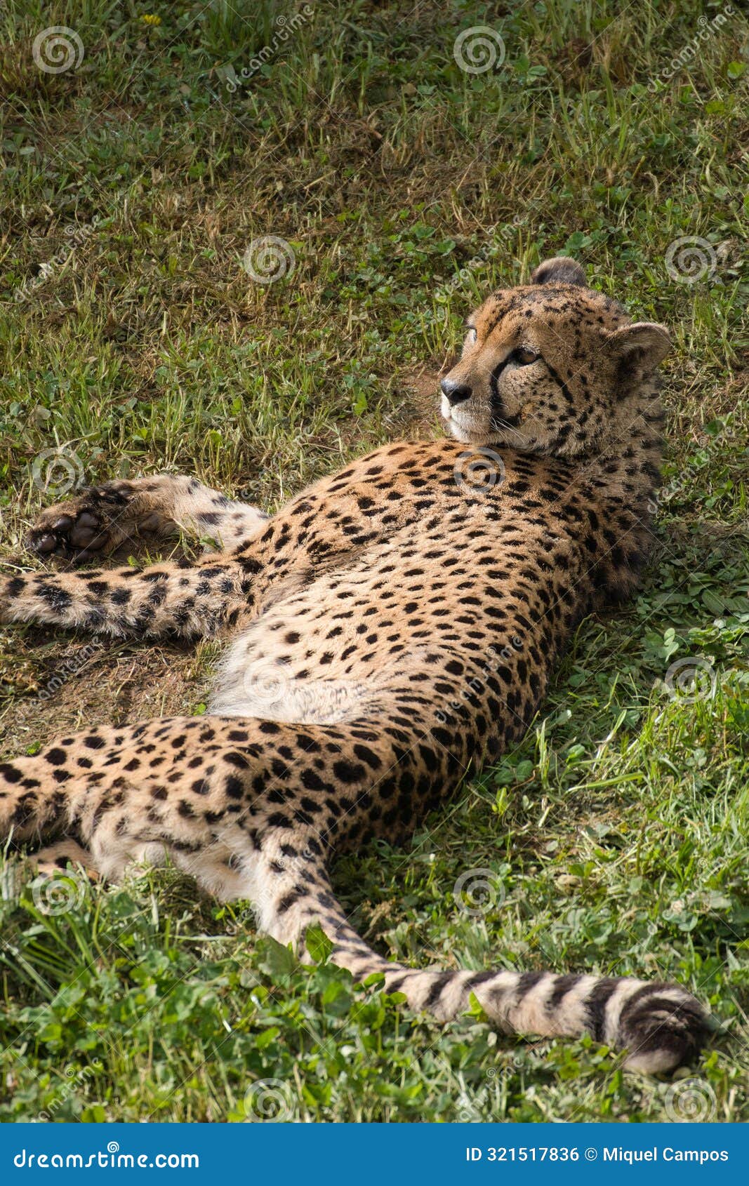 Cheetah Resting Lying on the Grass Stock Photo - Image of endangered ...