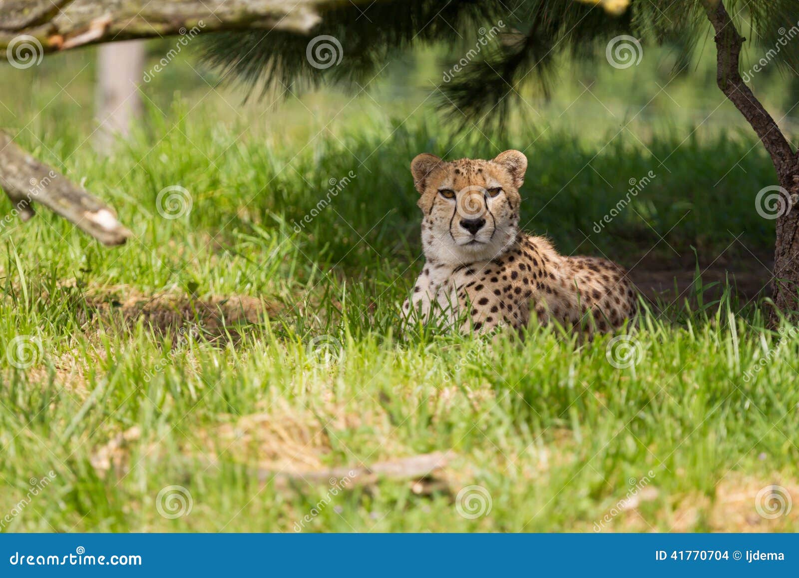 A Cheetah Resting Under The Shade Of A Tree Royalty-Free Stock Photo ...