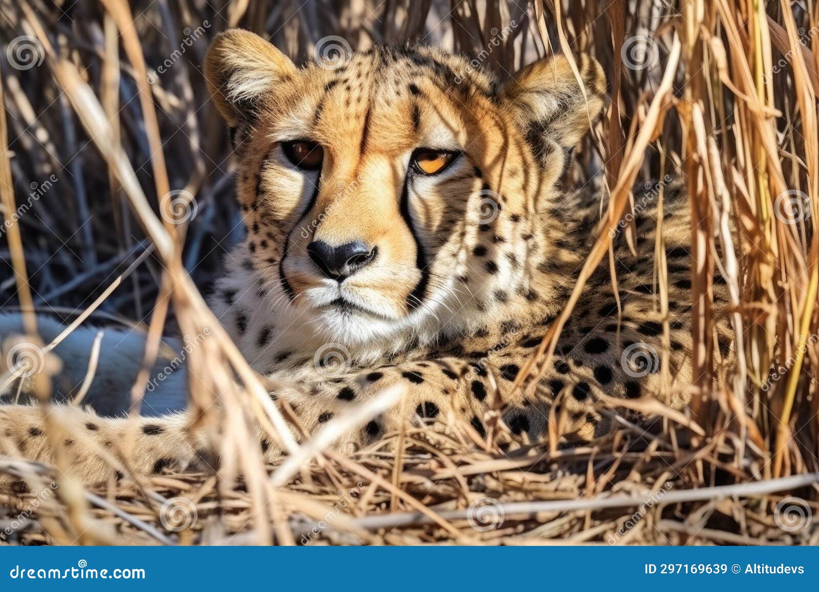 A Cheetah Resting Under a Shade Stock Image - Image of relaxation ...