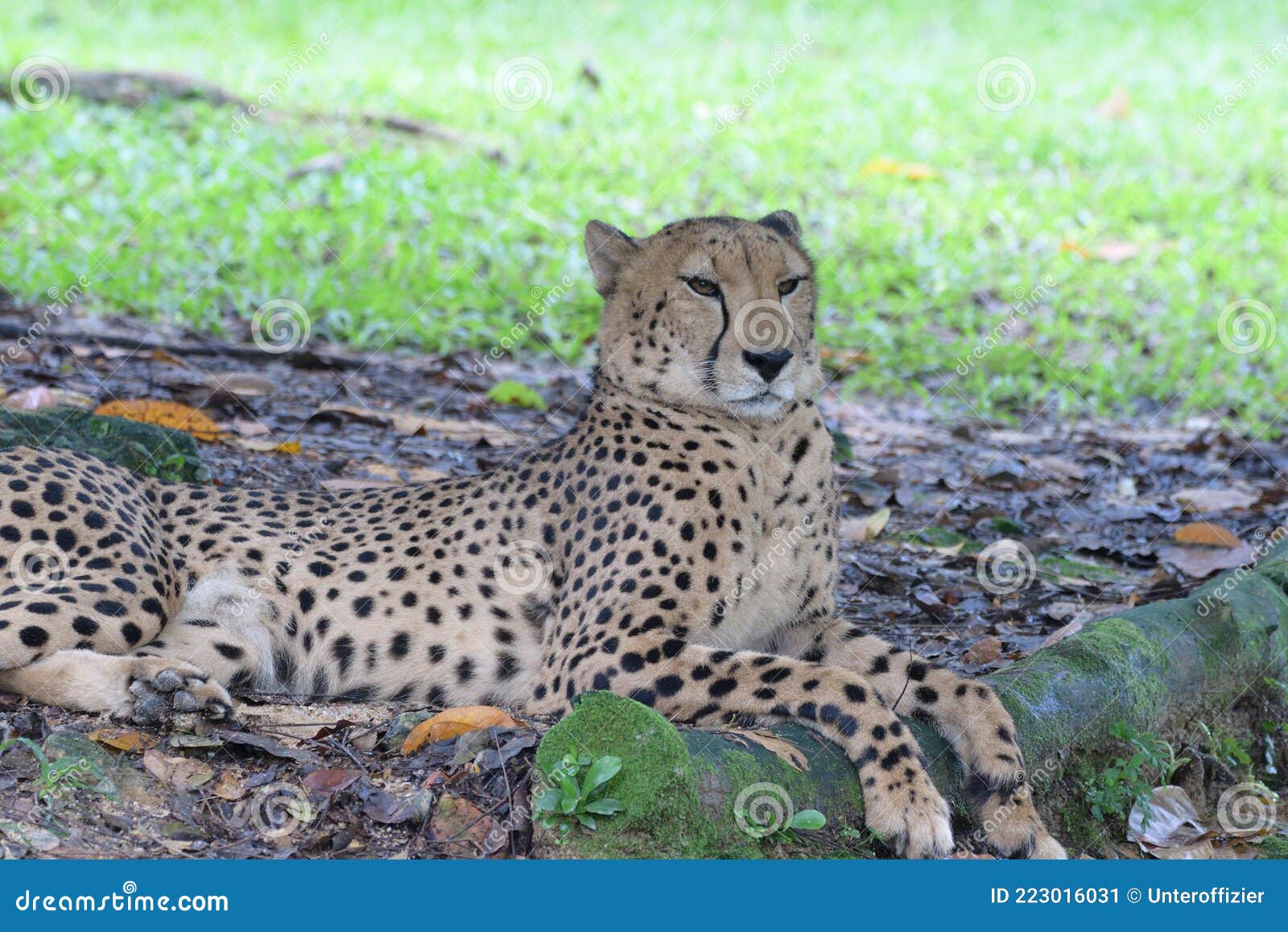 A Cheetah Resting Under the Shade of a Tree Stock Image - Image of ...