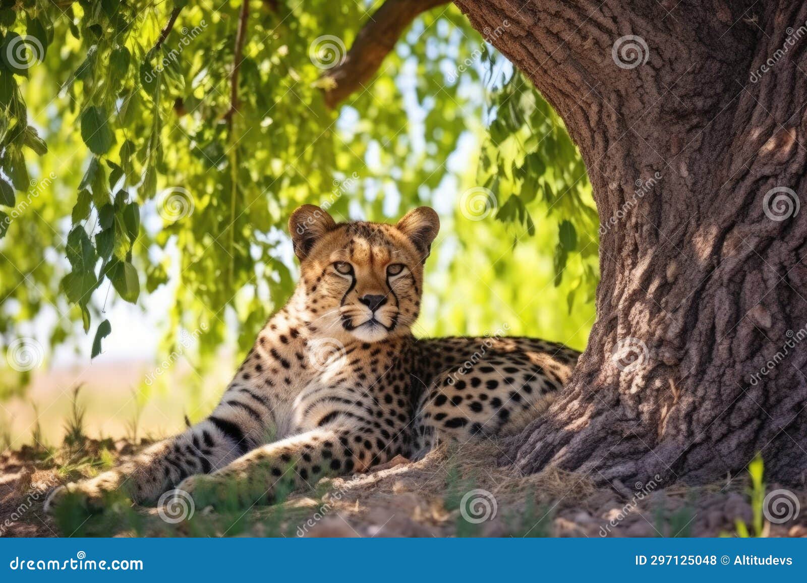 Cheetah Resting Under a Tree in the Shadow Stock Photo - Image of ...
