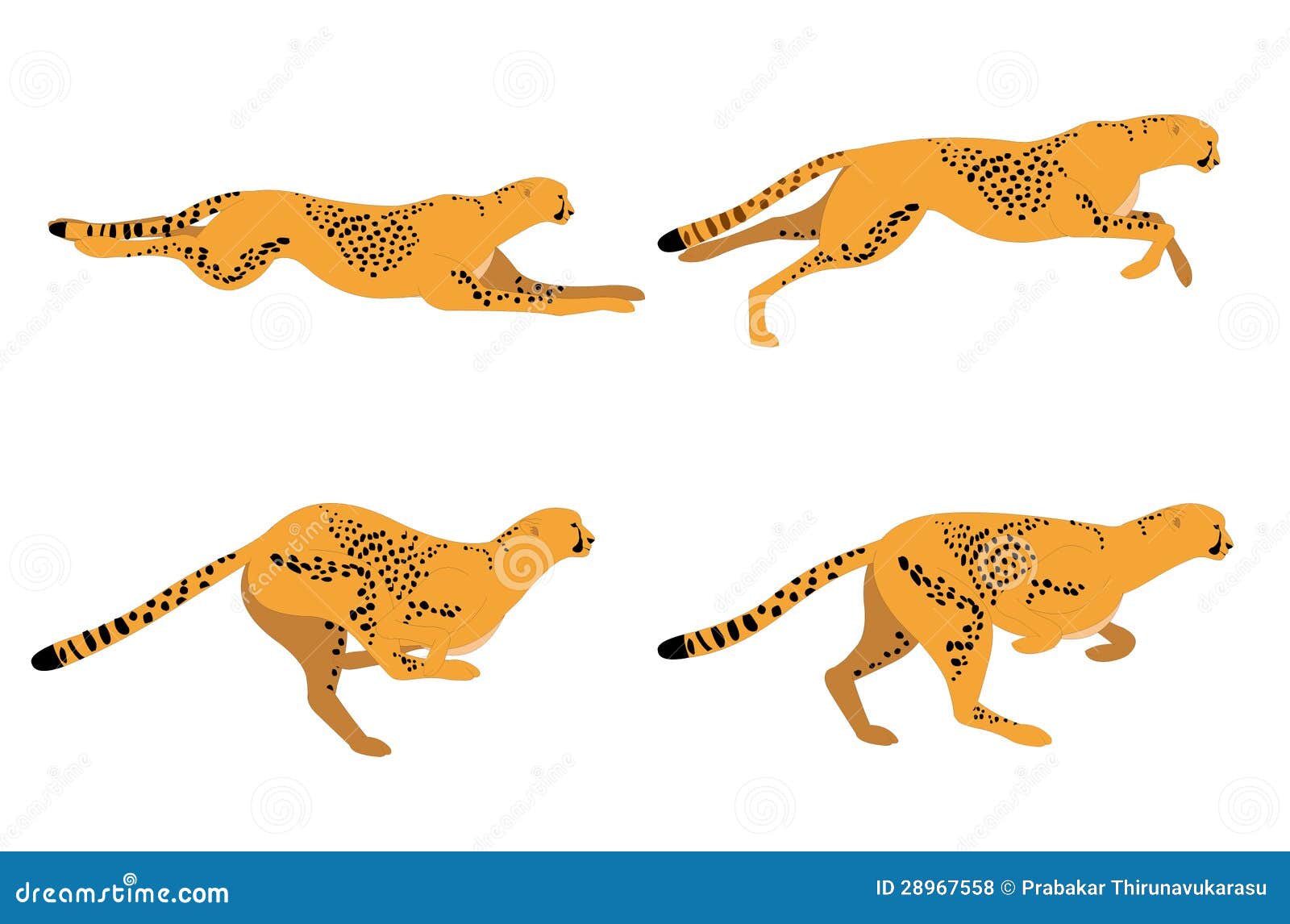 Cheetah Run stock photo. Image of friend, prediction - 28967558