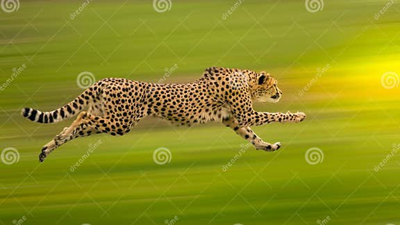 Cheetah run stock photo. Image of wildlife, animal, hunter - 62123774