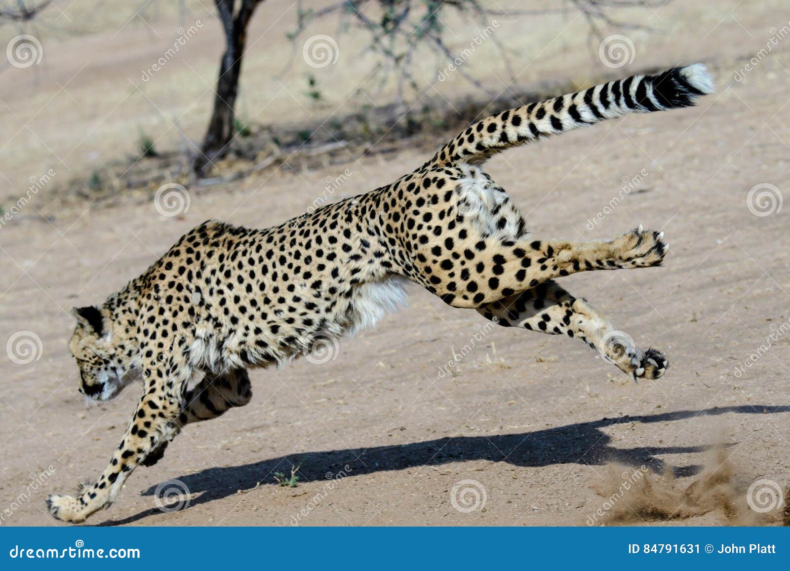 Running Cheetah