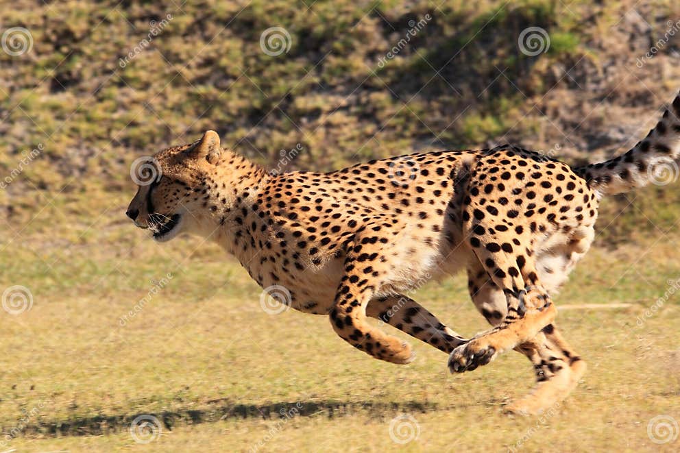Cheetah running fast stock image. Image of teeth, africa - 20492563