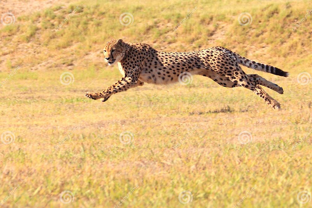 Cheetah running fast stock image. Image of active, reality - 20492597