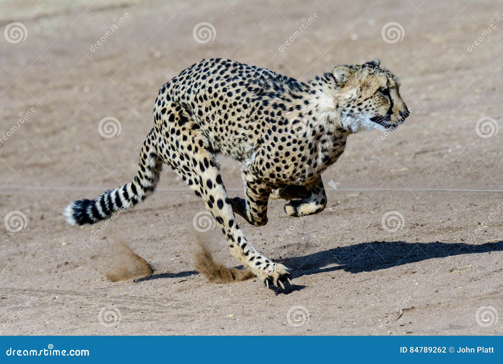 Cheetah Running at Full Throttle Stock Photo - Image of nature, mammals ...