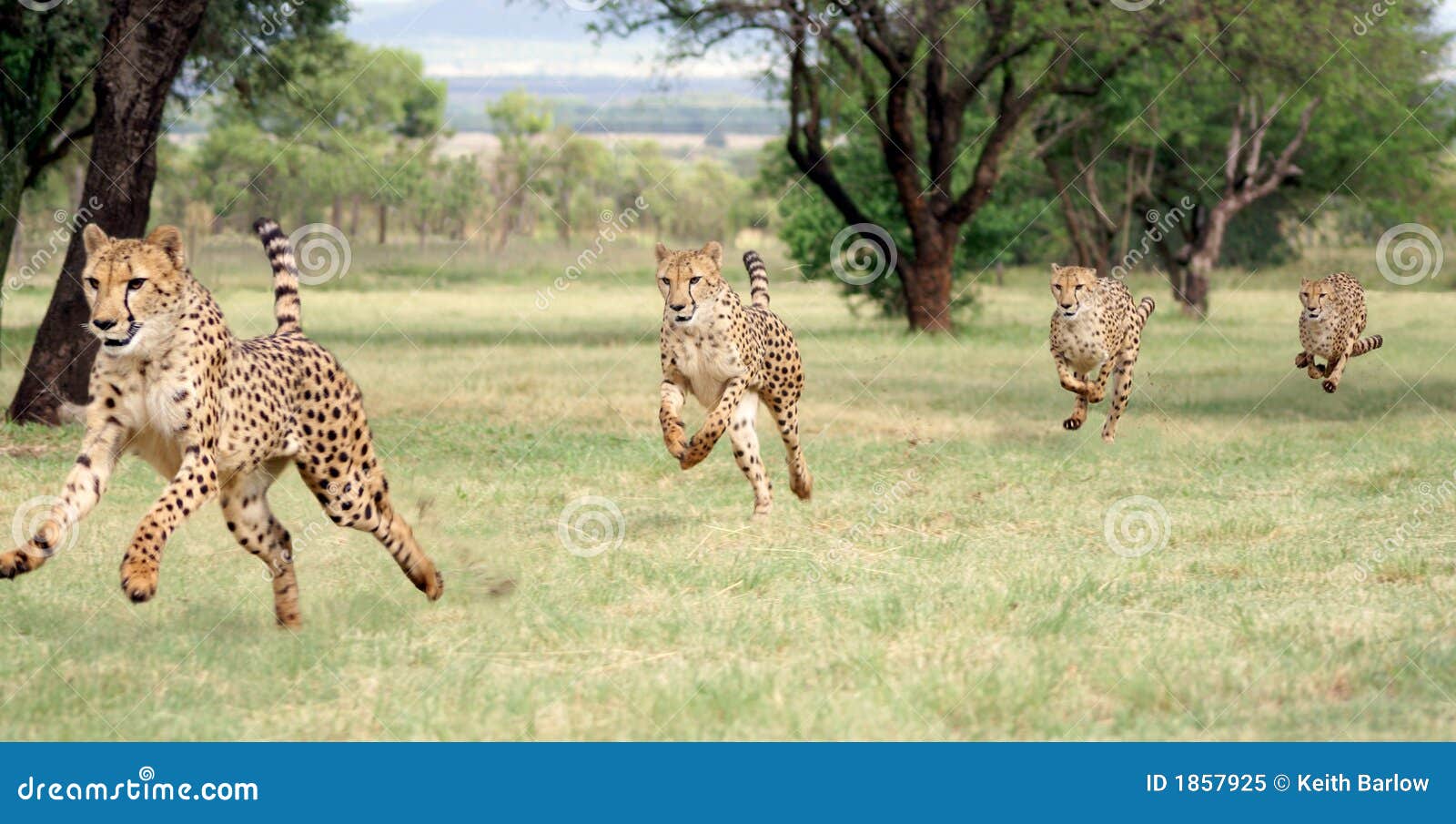 Cheetah running sequence stock image. Image of fast, attack - 1857925