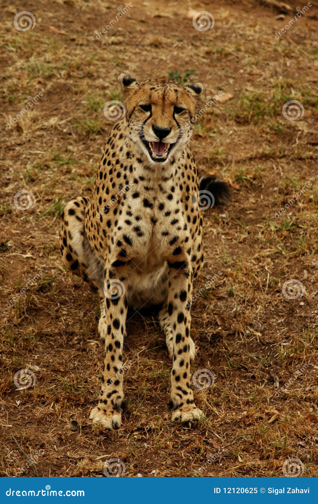 Cheetah s Smile stock image. Image of wild, tiger, cheetah - 12120625