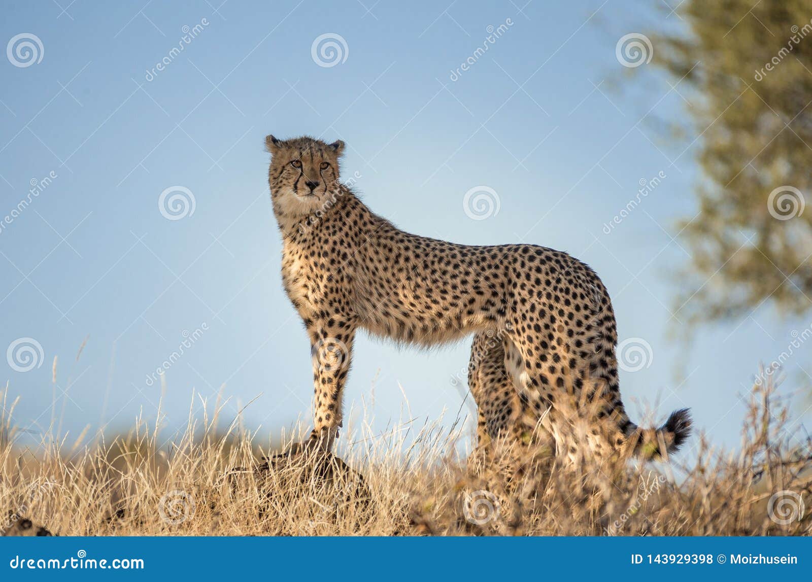 Cheetah in the Savannah, Tanzania Stock Photo - Image of ngorongoro ...