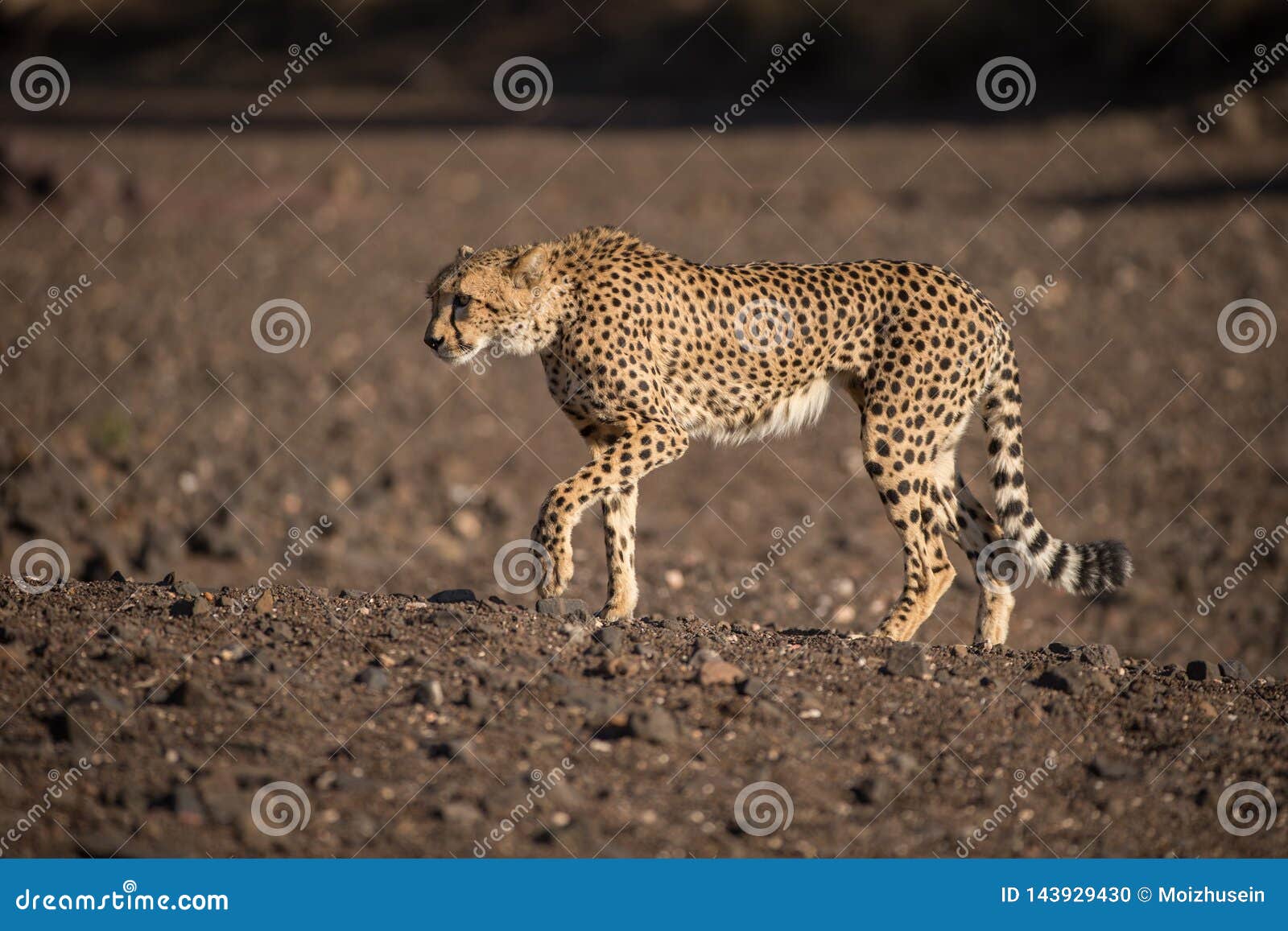 Cheetah in the Savannah, Tanzania Stock Photo - Image of wildlife ...