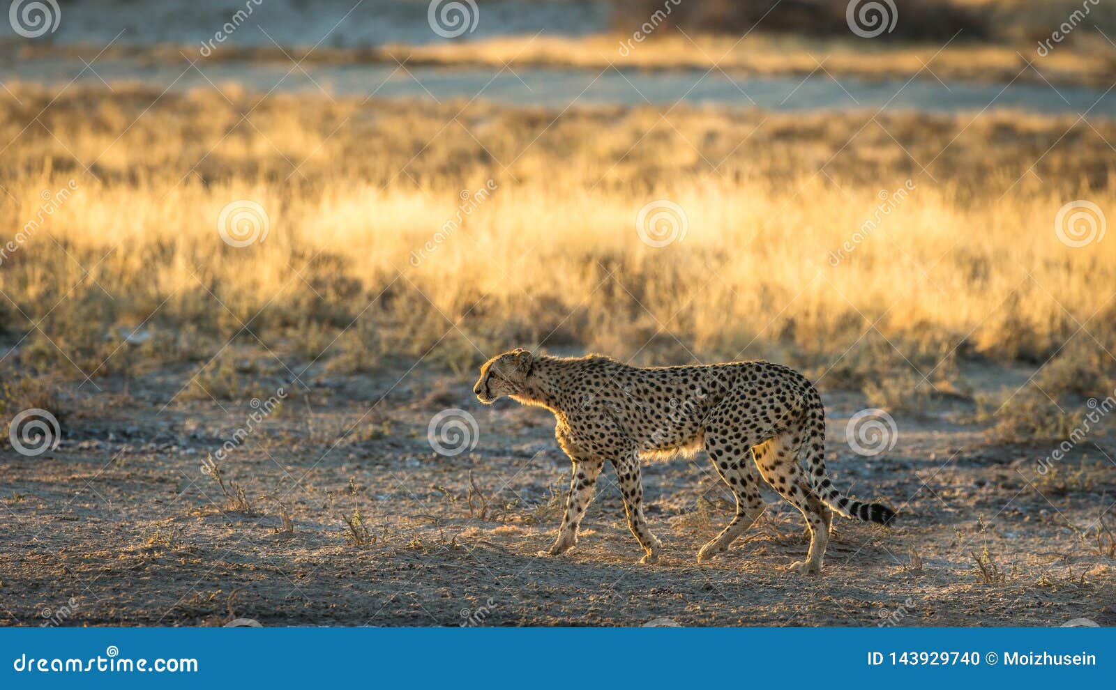 Cheetah in the Savannah, Tanzania Stock Photo - Image of africa, maasai ...