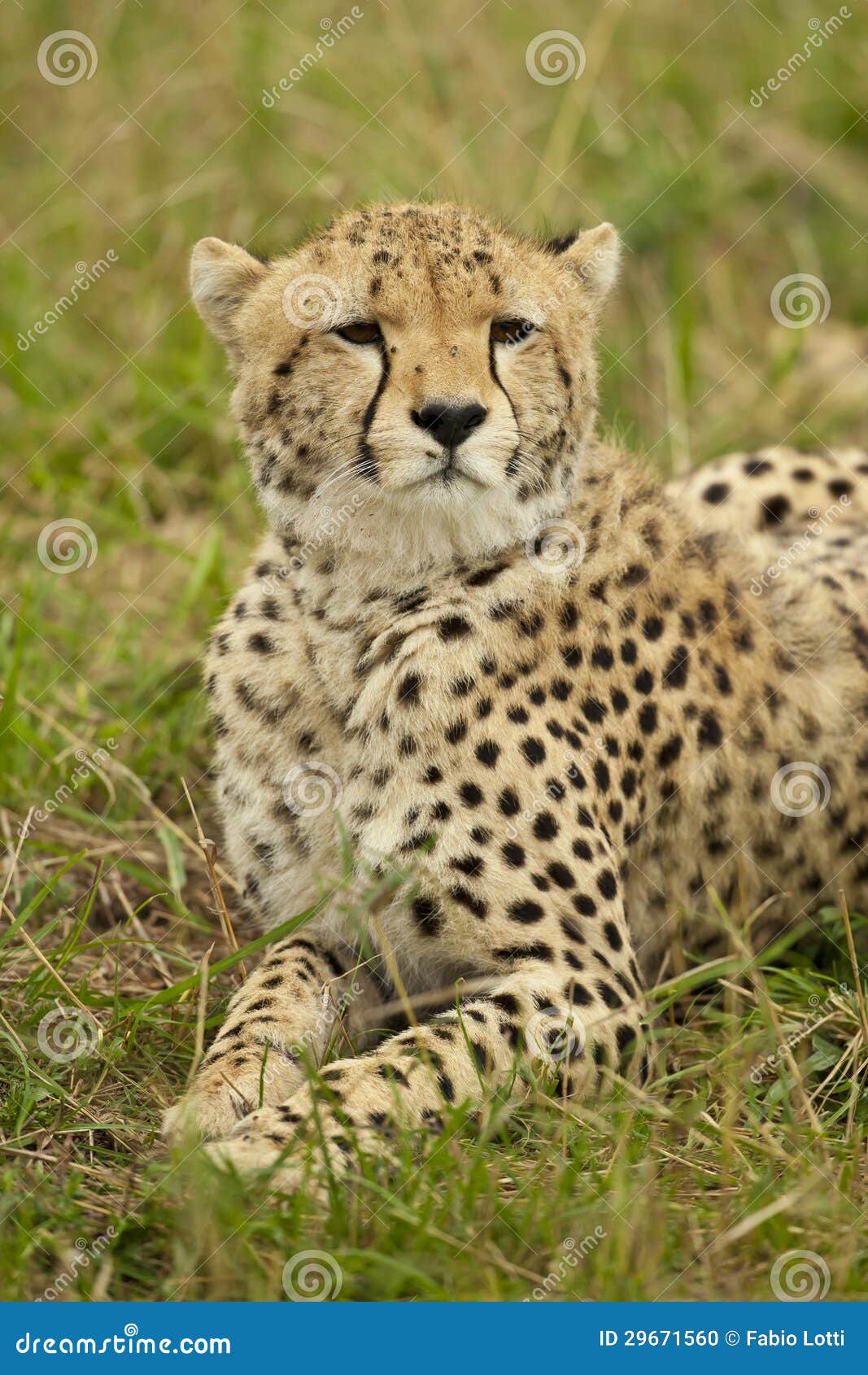 Cheetah in the Savannah stock photo. Image of africa - 29671560