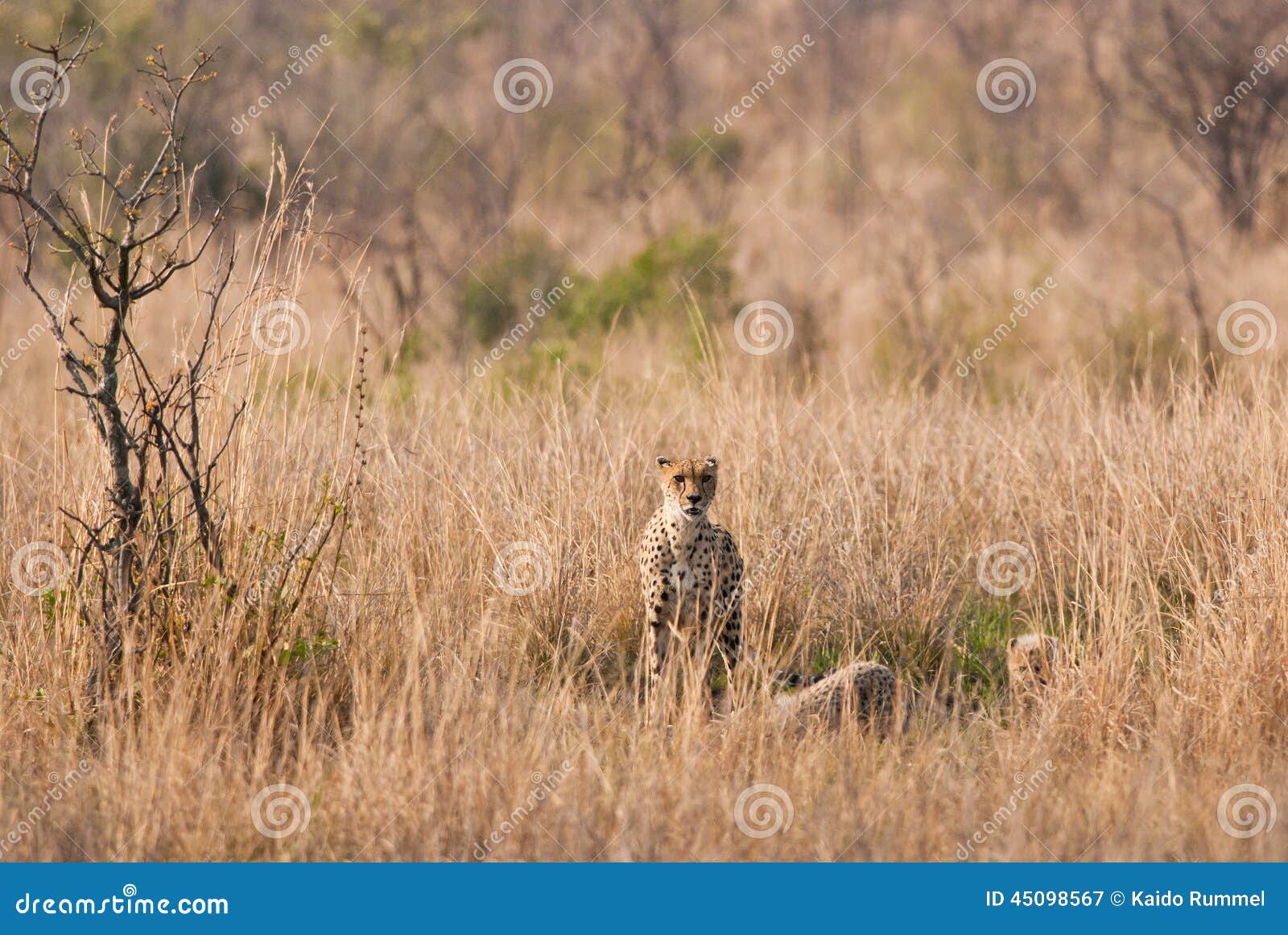 Cheetah in savannah stock image. Image of female, staring - 45098567