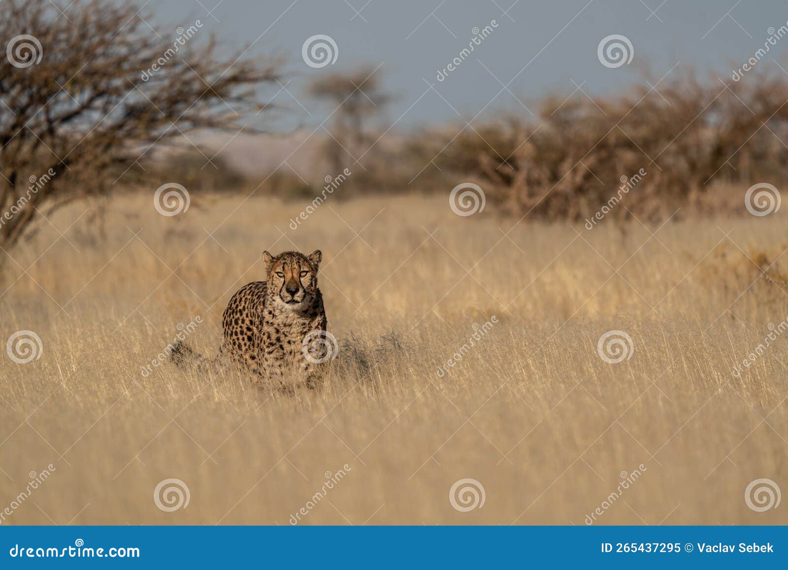 A Cheetah Searching for Prey in the Grasslands of the Kalahari Desert ...