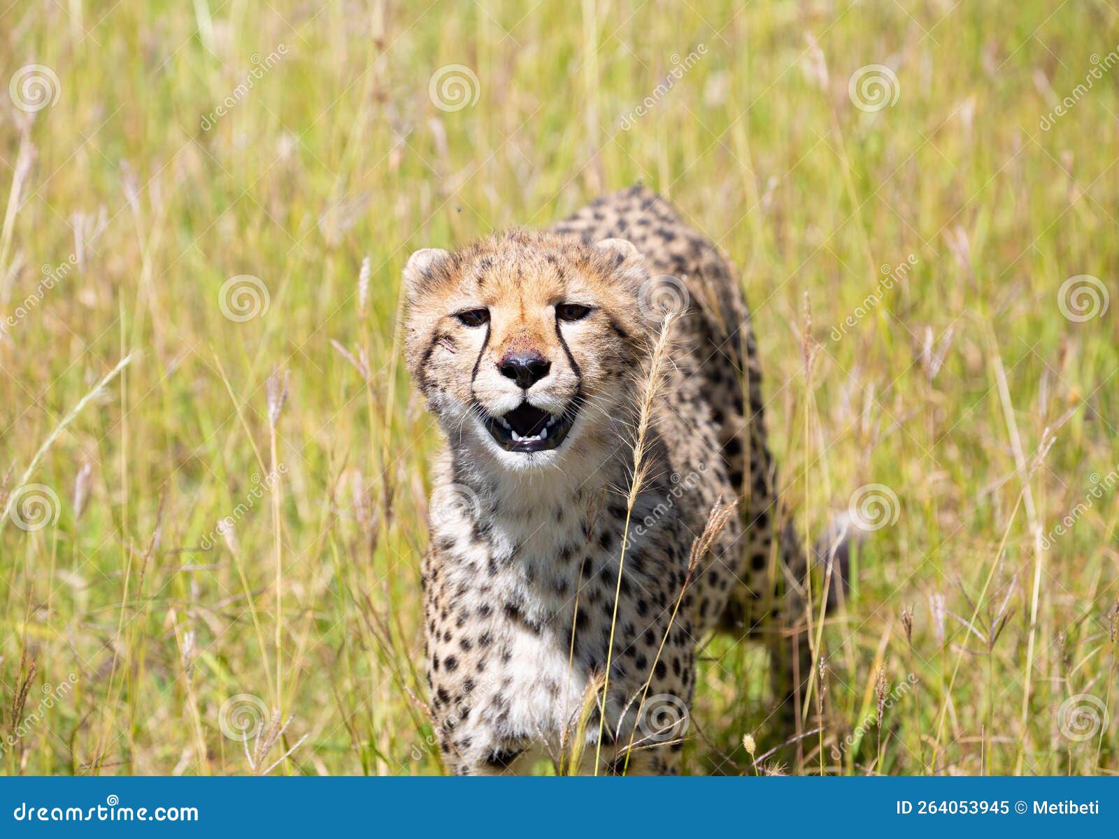 A cheetah in the Serengeti stock image. Image of spot - 264053945