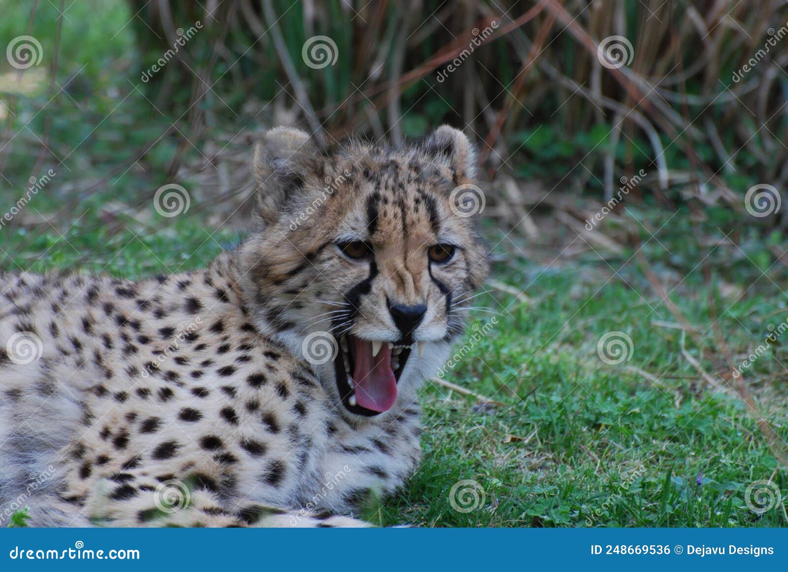 A Cheetah with Sharp Teeth Sunning Stock Photo - Image of face ...