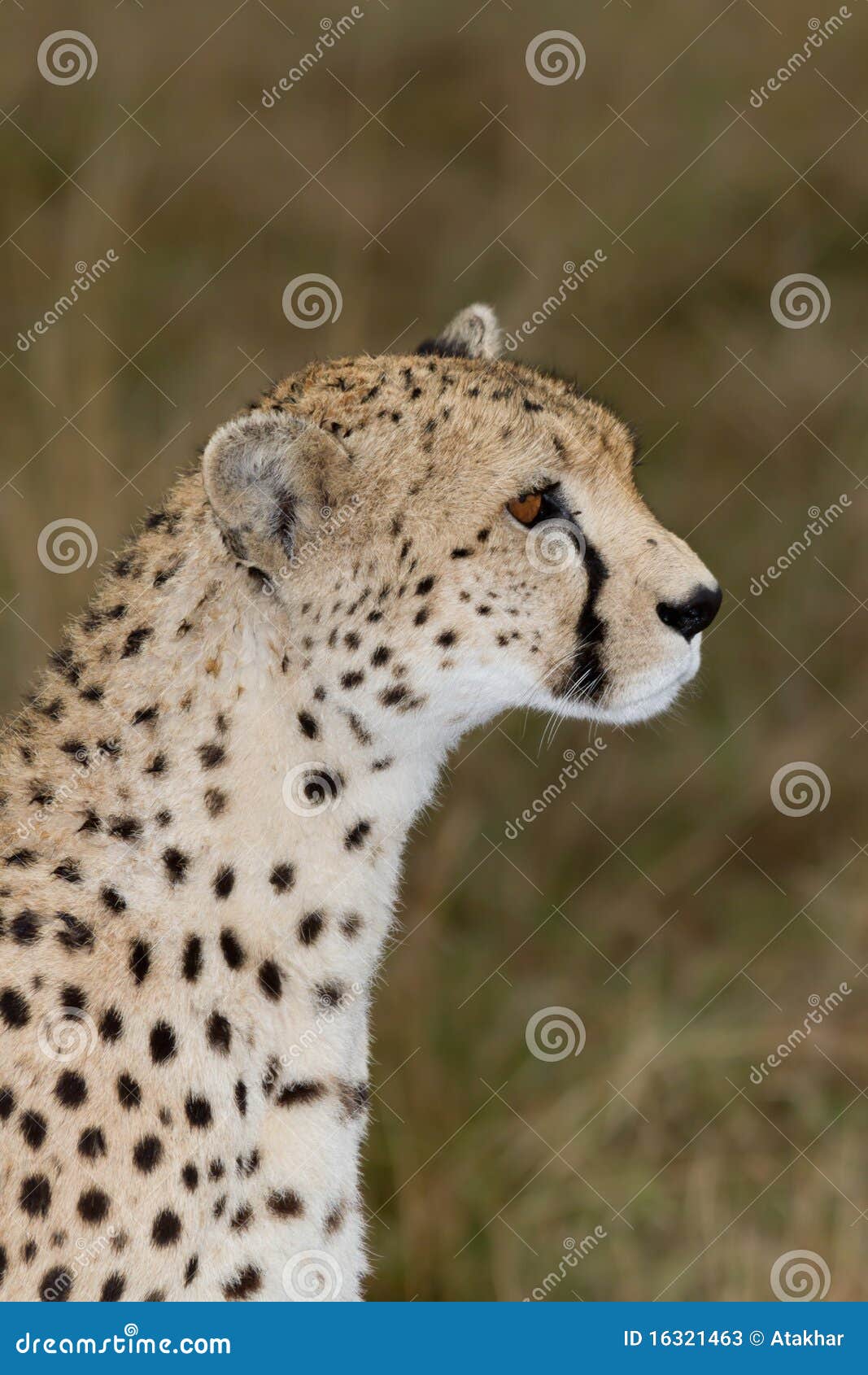 Cheetah side view profile stock image. Image of kenyan - 16321463