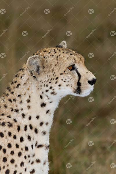Cheetah side view profile stock image. Image of kenyan - 16321463