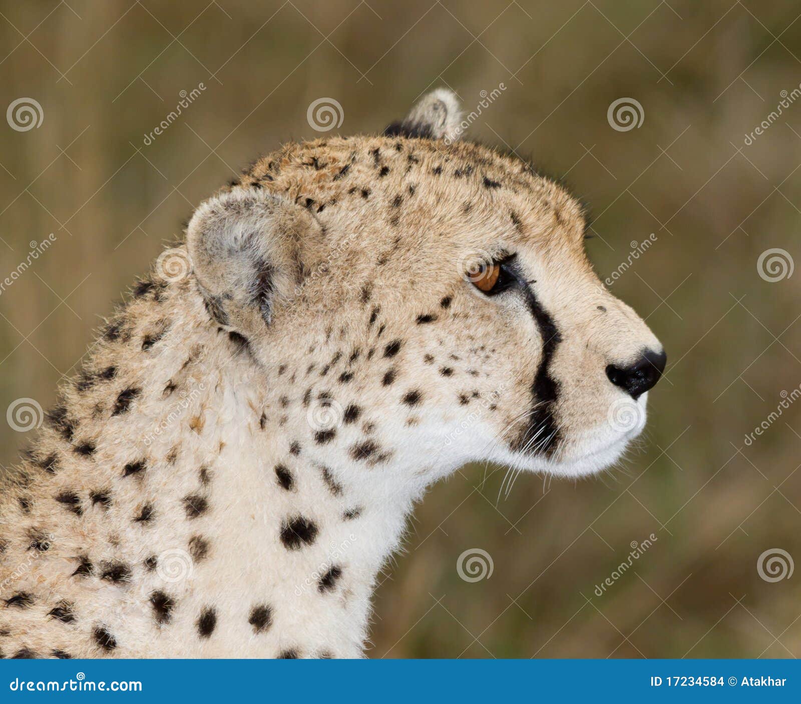Cheetah side view profile stock photo. Image of hair - 17234584