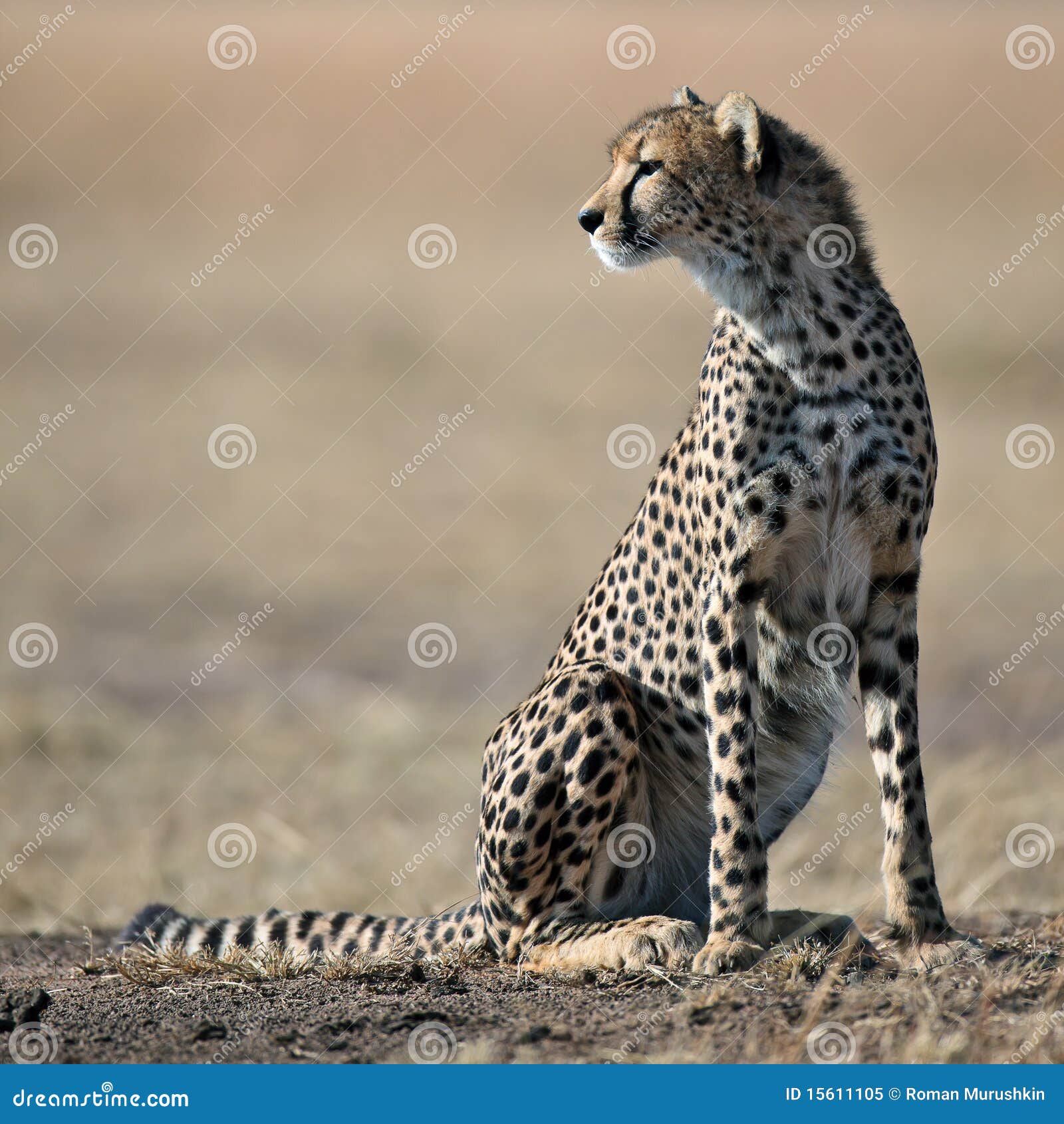 Cheetah Sit on the Grass and Looks Afield Stock Image - Image of animal ...