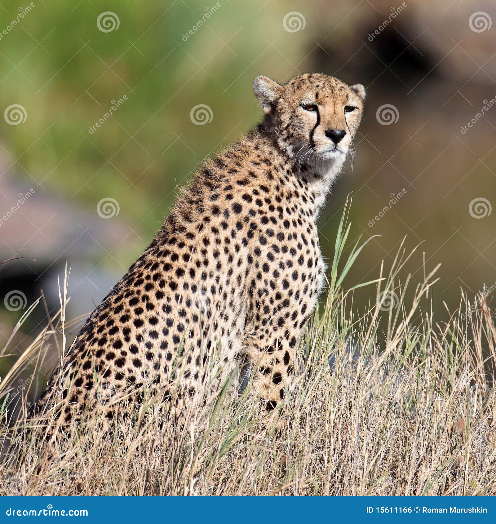 Cheetah Sit on the Grass and Looks Afield Stock Photo - Image of kenya ...