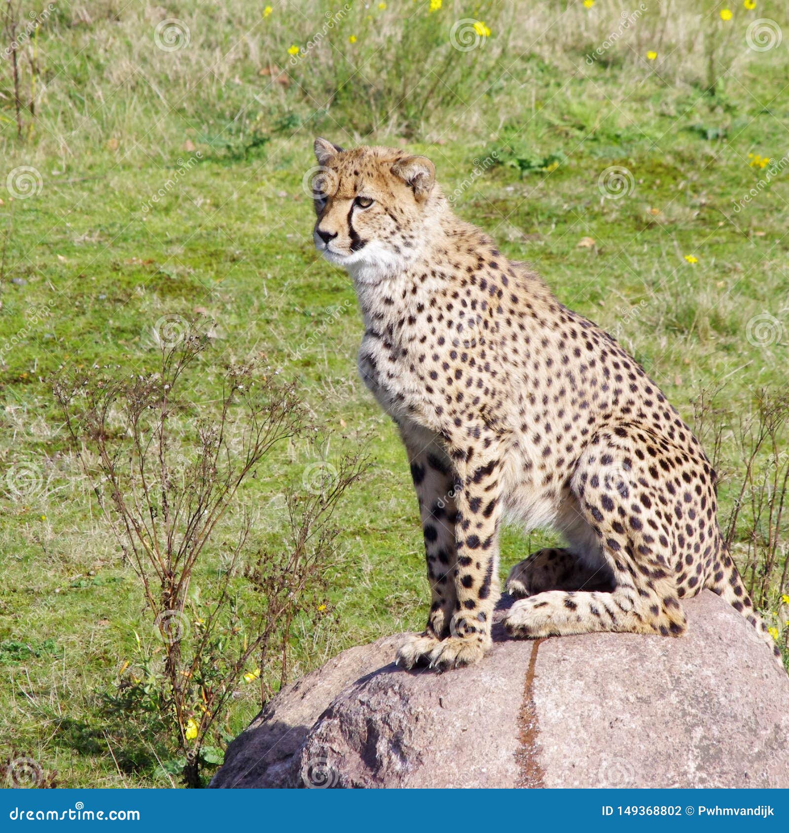Cheetah Sit Quietly on a Rock Stock Photo - Image of park, fast: 149368802