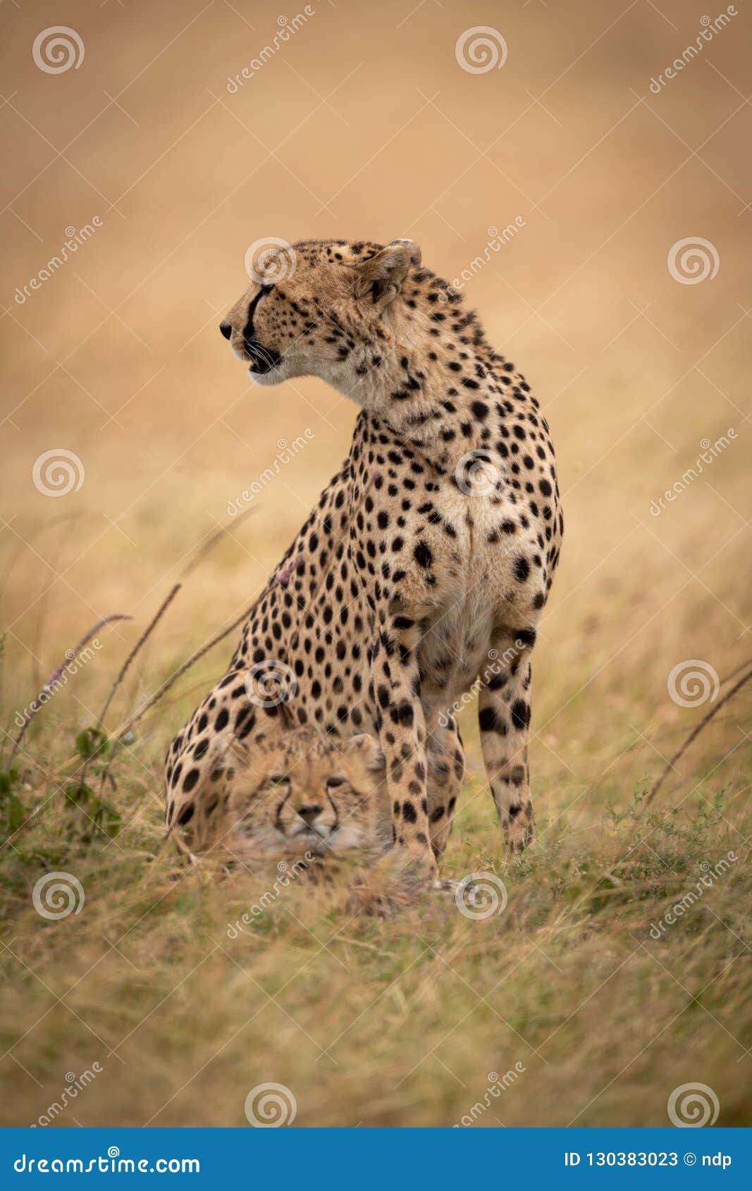 Cheetah Sits with Cub at Her Feet Stock Image - Image of plains, young ...