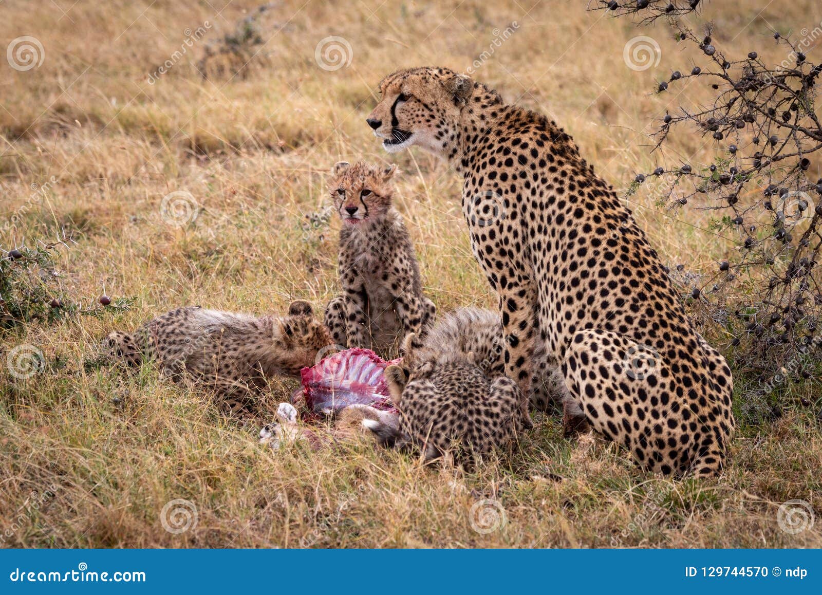 Cheetah Sits beside Cubs Eating Thomson Gazelle Stock Photo - Image of ...