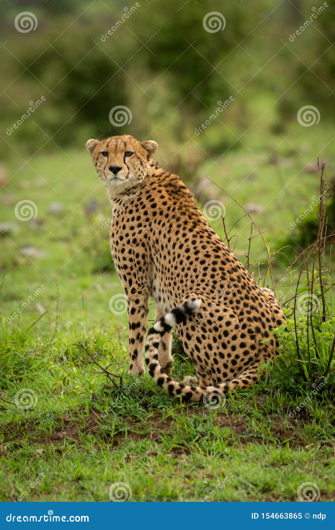 Cheetah Sits on Grass Turning Towards Camera Stock Image - Image of ...
