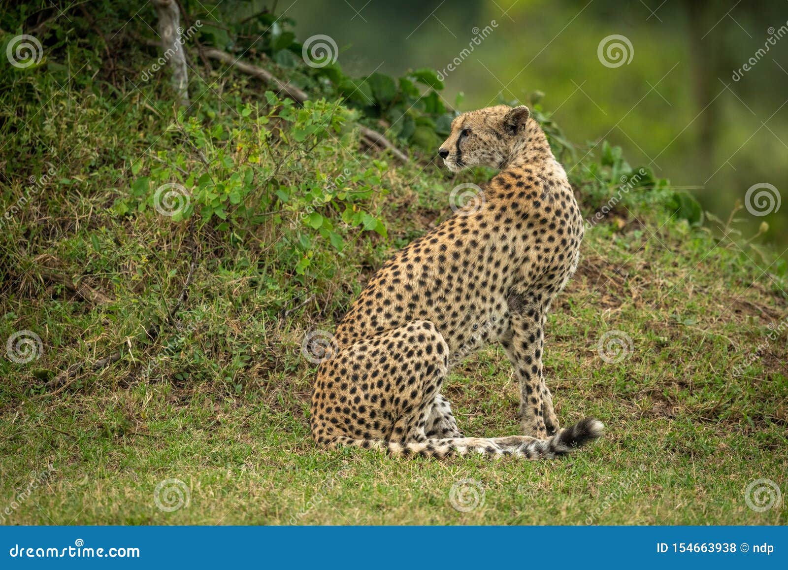 Cheetah Sits by Grassy Bank Looking Back Stock Photo - Image of ...