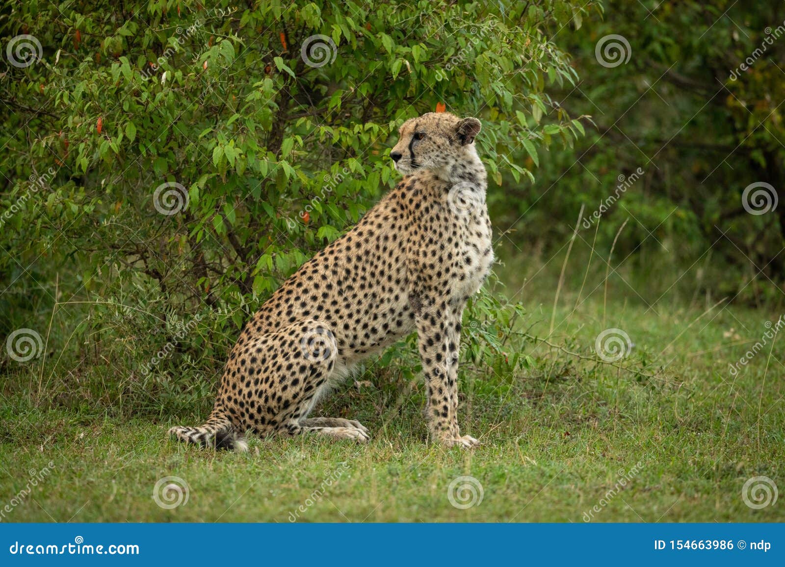 Cheetah Sits by Leafy Bush Looking Back Stock Photo - Image of masai ...