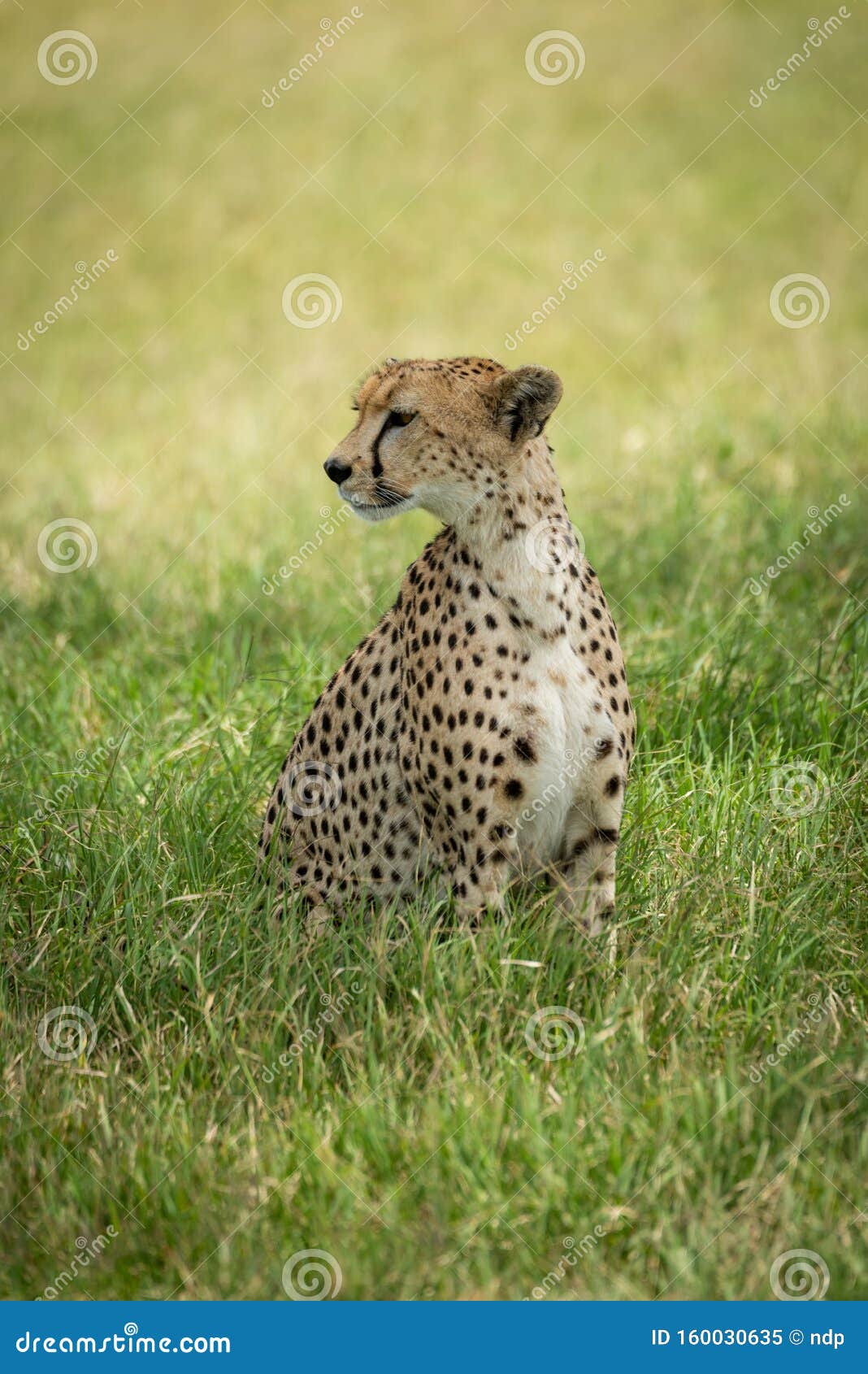 Cheetah Sits in Tall Grass Turning Head Stock Image - Image of grass ...