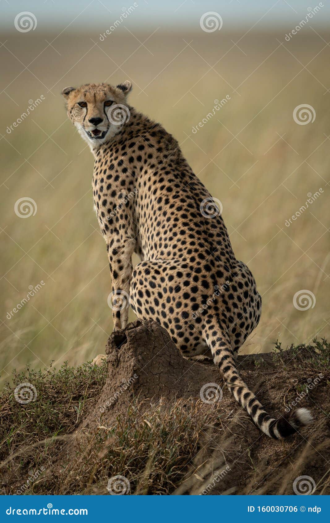 Cheetah Sits on Termite Mound Turning Back Stock Photo - Image of ...