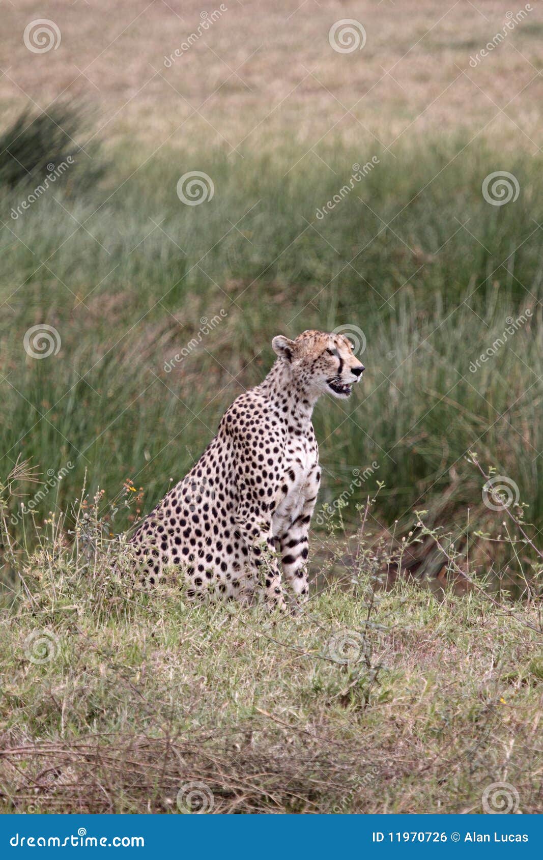 Cheetah Sitting stock photo. Image of paws, carnivore - 11970726