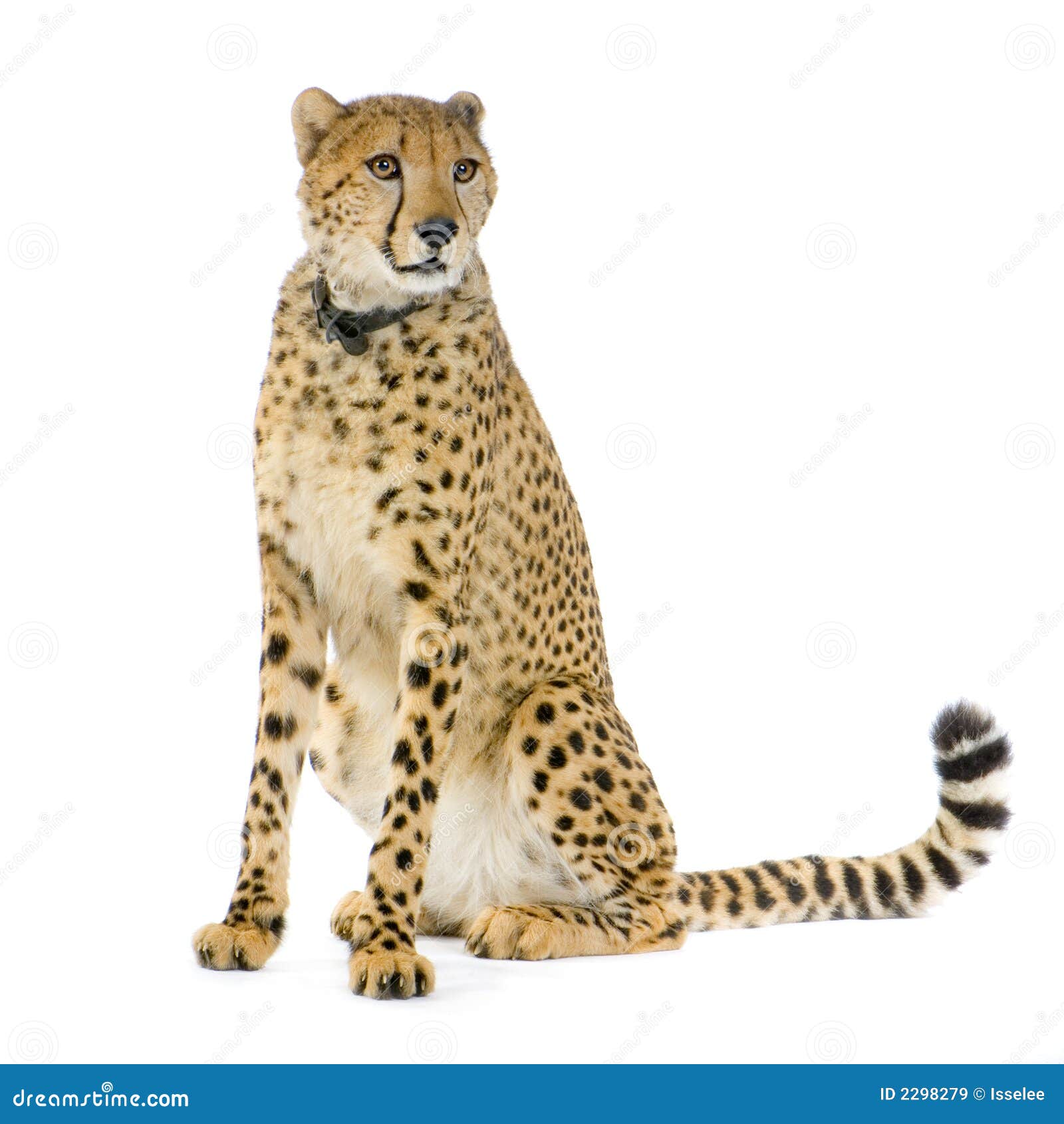 Cheetah Sitting Stock Photography | CartoonDealer.com #3822764