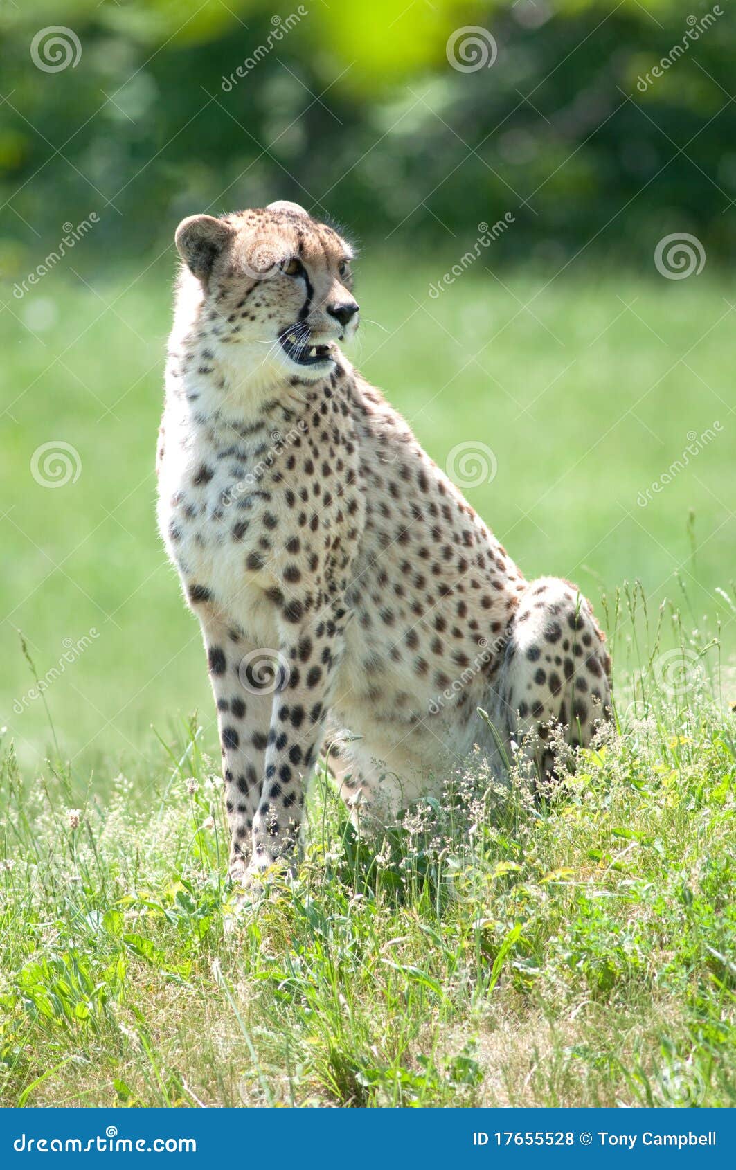 Cheetah sitting in a field stock photo. Image of spots - 17655528