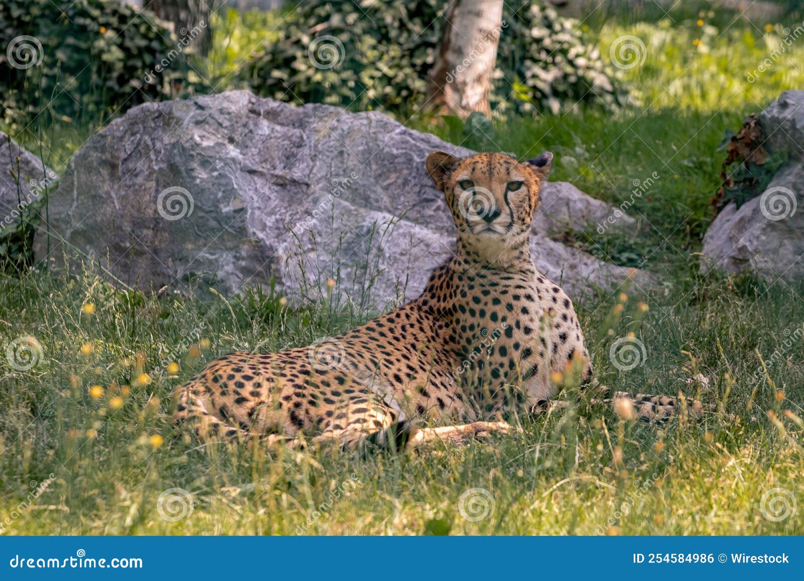 Cheetah Sitting on the Grass and Looking with Concentration Stock Photo ...