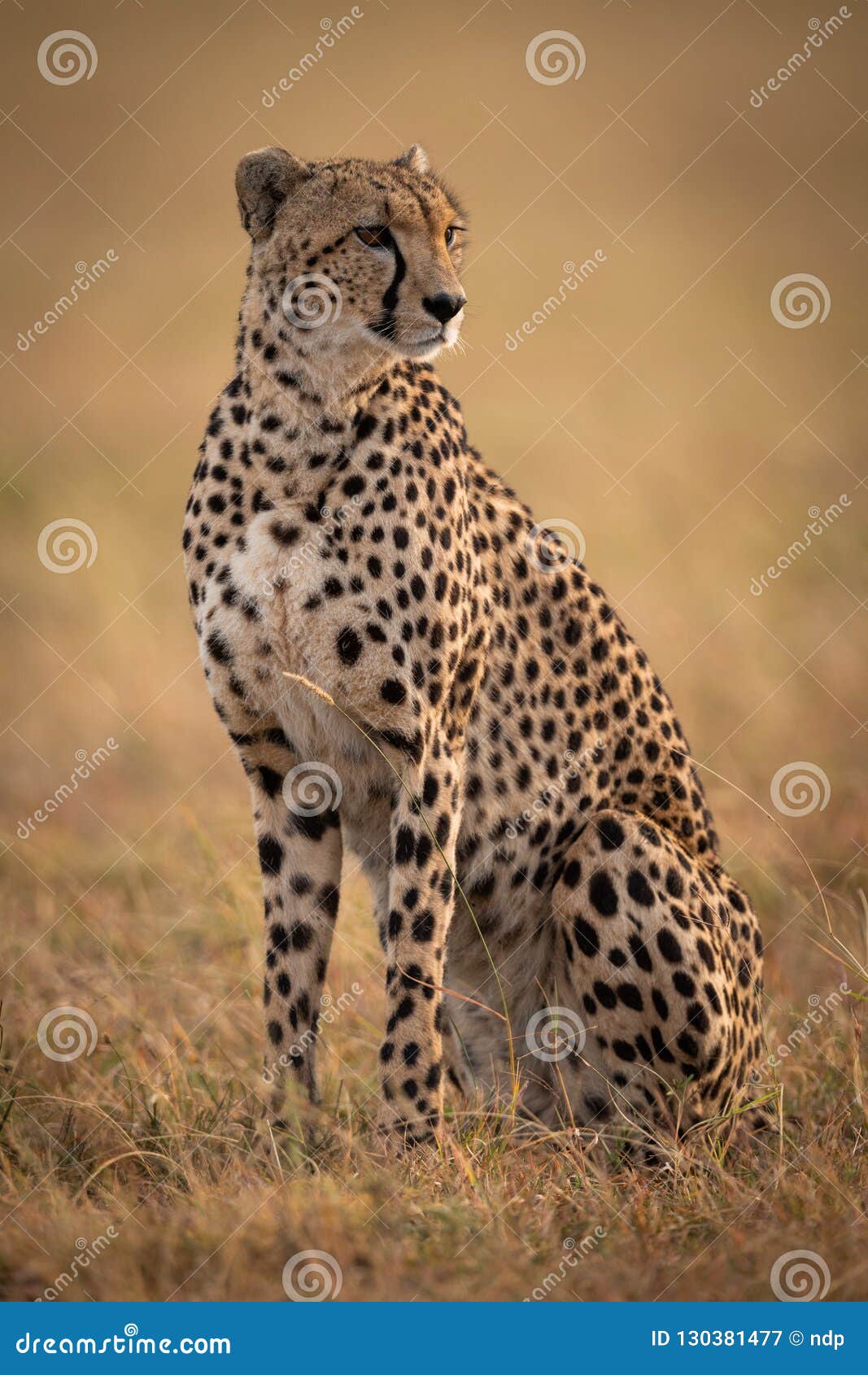 Cheetah Sitting in Grassy Plain Turning Right Stock Image - Image of ...