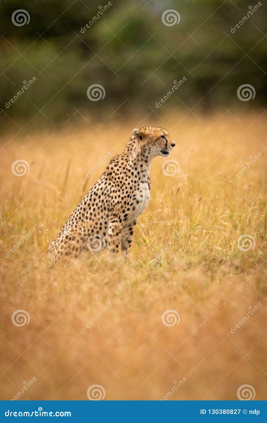Cheetah Sitting in Long Grass by Trees Stock Image - Image of spotted ...