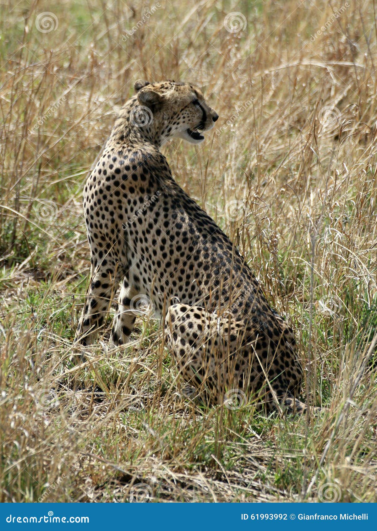 Cheetah Sitting in the Savannah Stock Photo - Image of feed, exotic ...