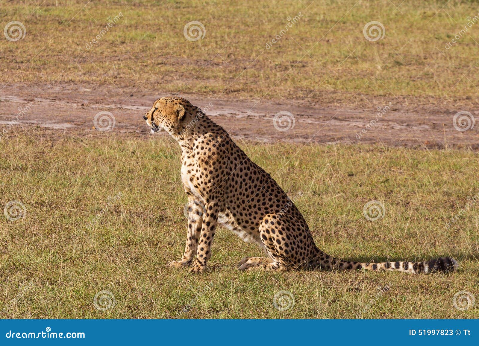 Cheetah Sitting on the Savannah Stock Image - Image of grassland ...
