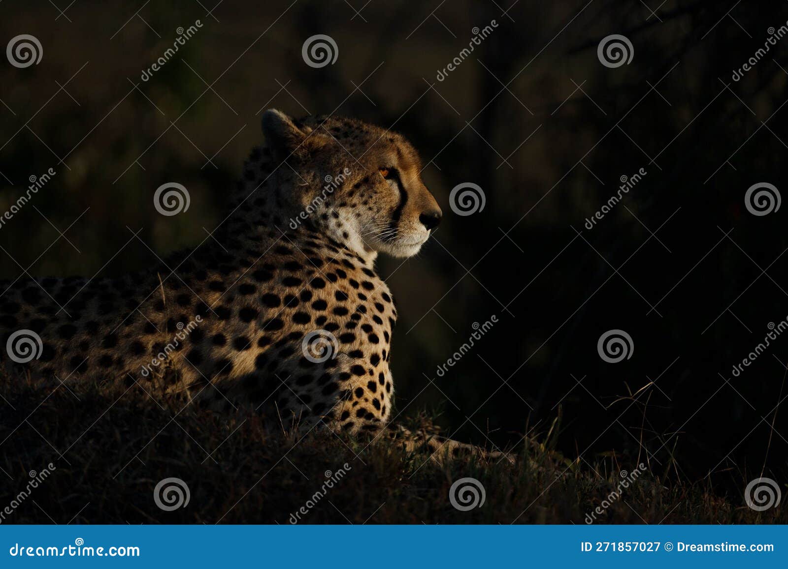 A Cheetah is Sitting in the Shade Under Some Trees Stock Image - Image ...