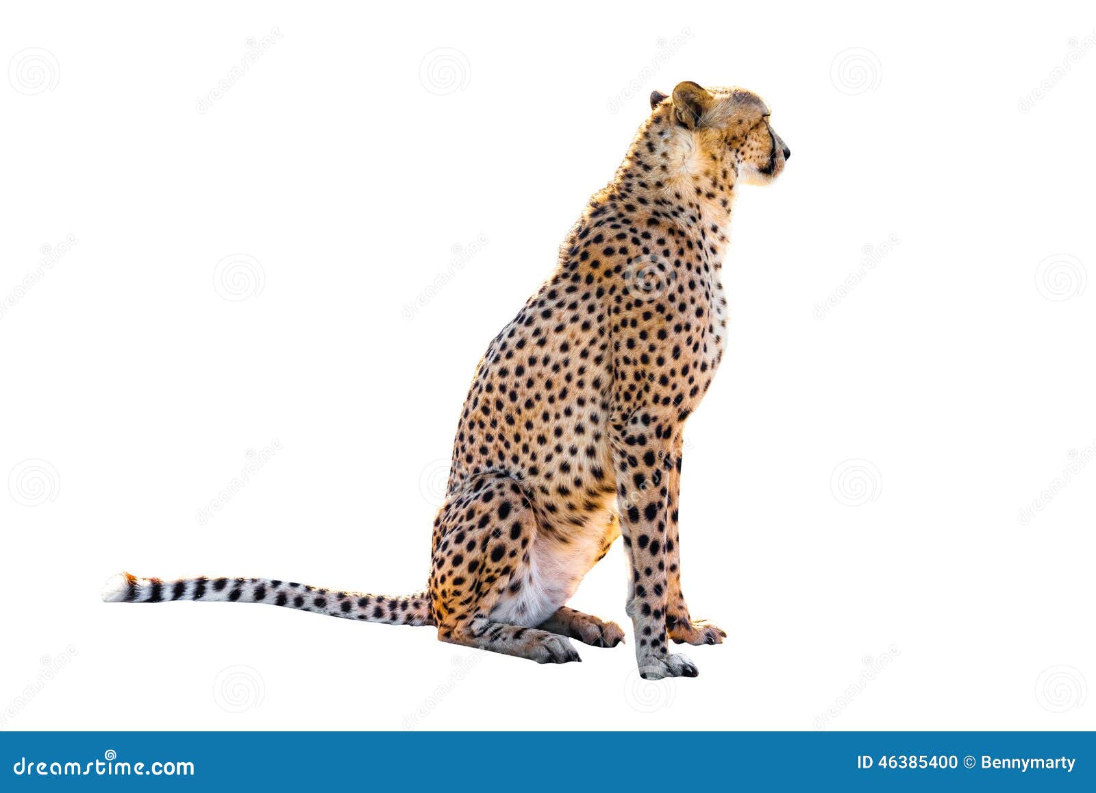 Cheetah Sitting Stock Photo - Image: 46385400