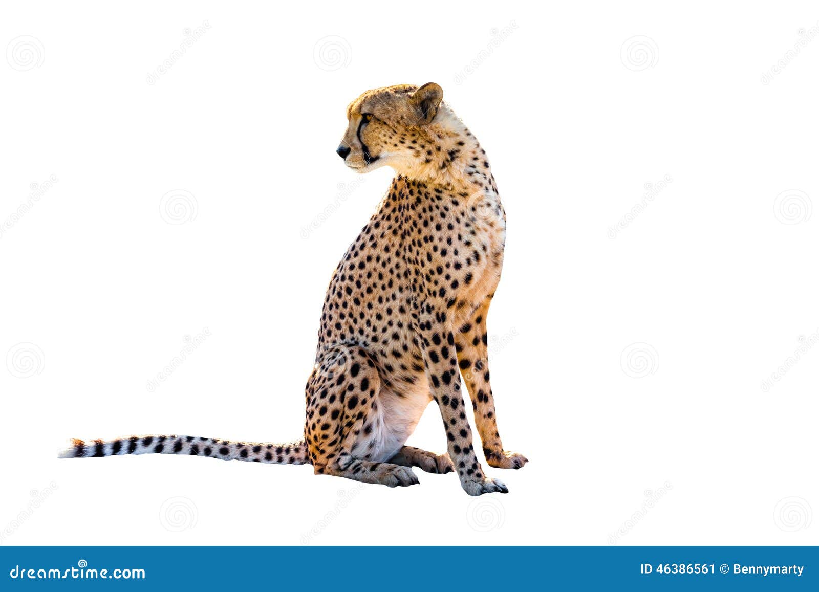 Cheetah sitting stock image. Image of side, wildlife - 46386561