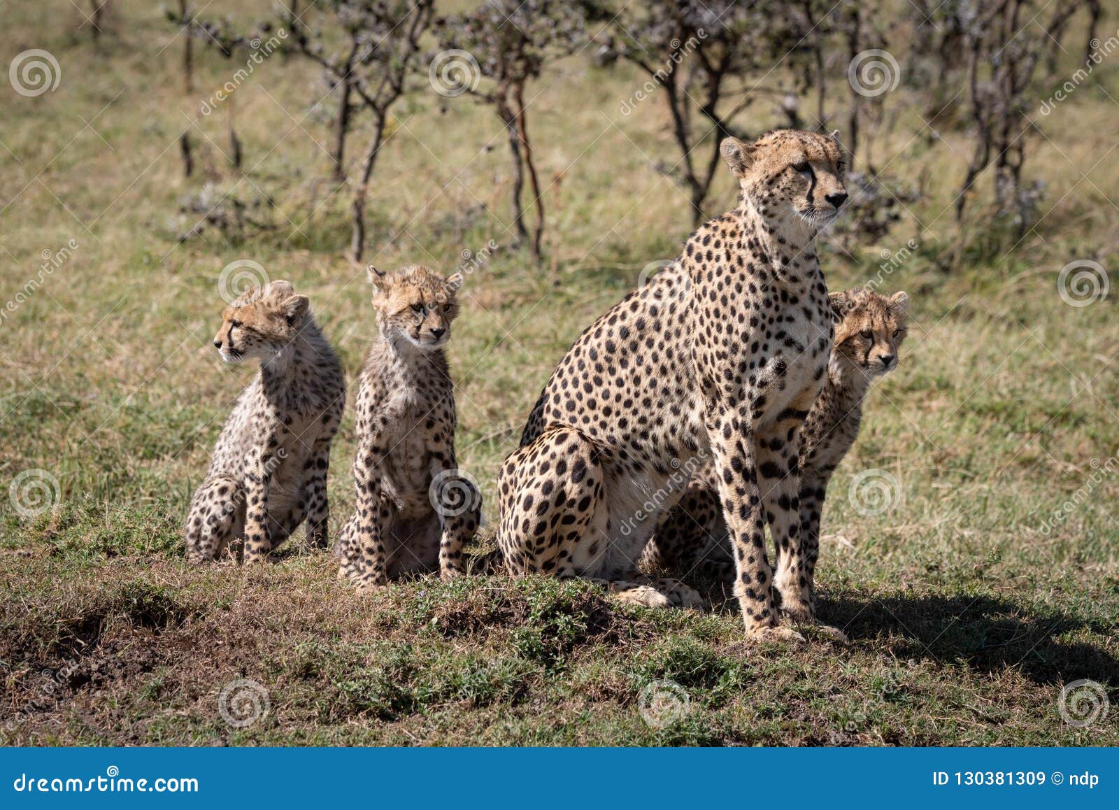 Cheetah Sitting with Three Cubs Near Trees Stock Image - Image of ...