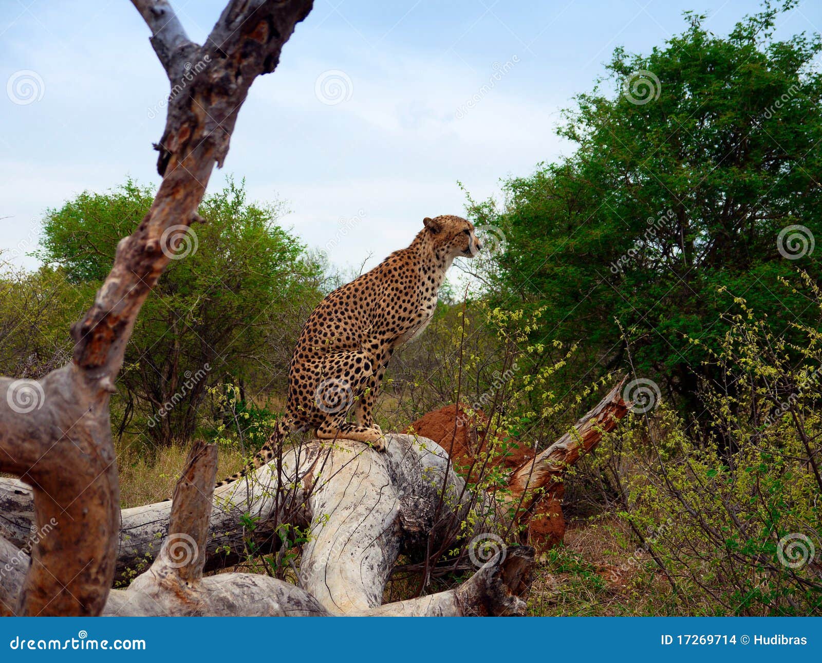 Cheetah sitting on tree stock photo. Image of danger - 17269714