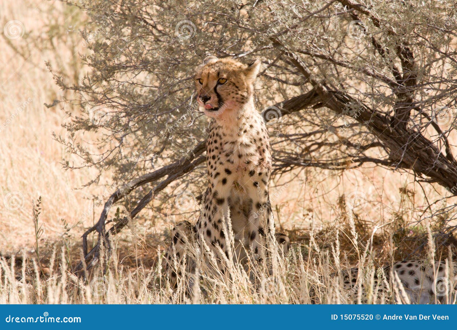 Cheetah Sitting; Stock Photography | CartoonDealer.com #2297954