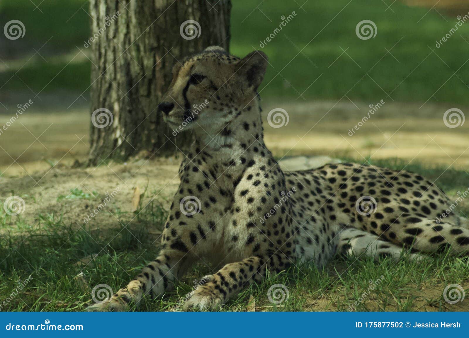 Cheetah stock photo. Image of cats, cheetahs, sitting - 175877502